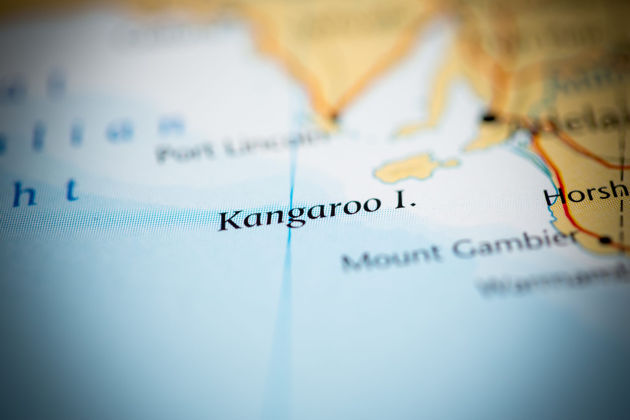 The Ligurian Bees of Kangaroo Island - The Bee Effect