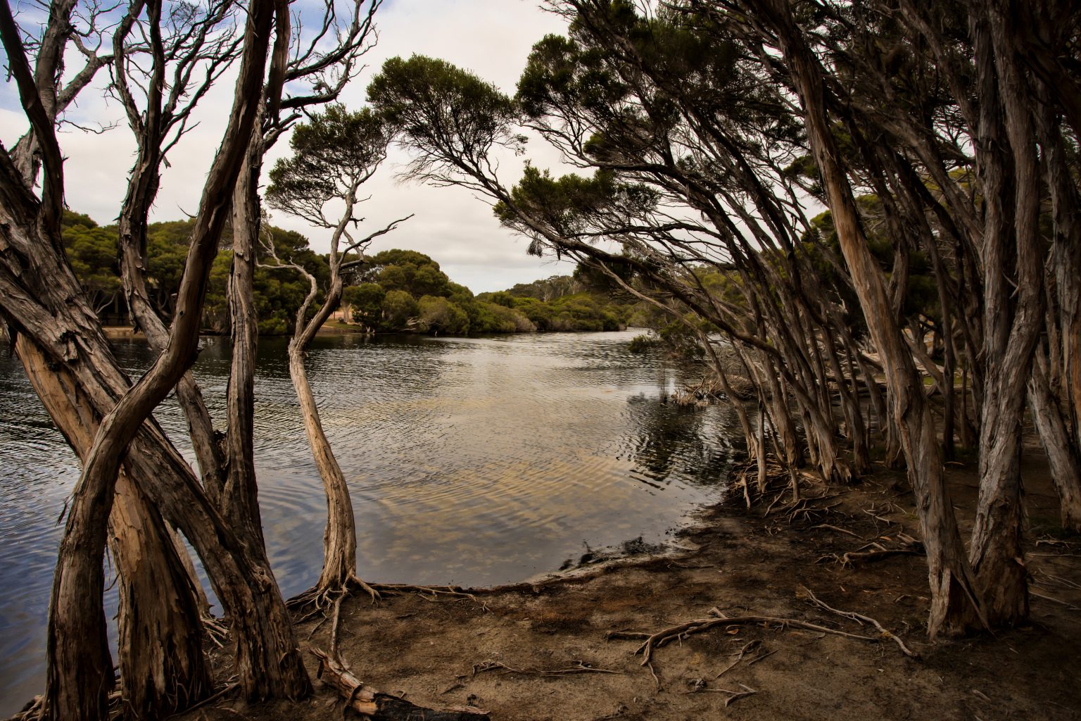 The Ligurian Bees of Kangaroo Island - The Bee Effect