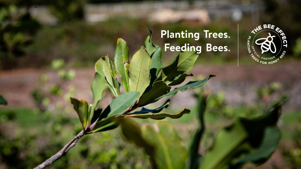 More Trees for Bees - The Bee Effect
