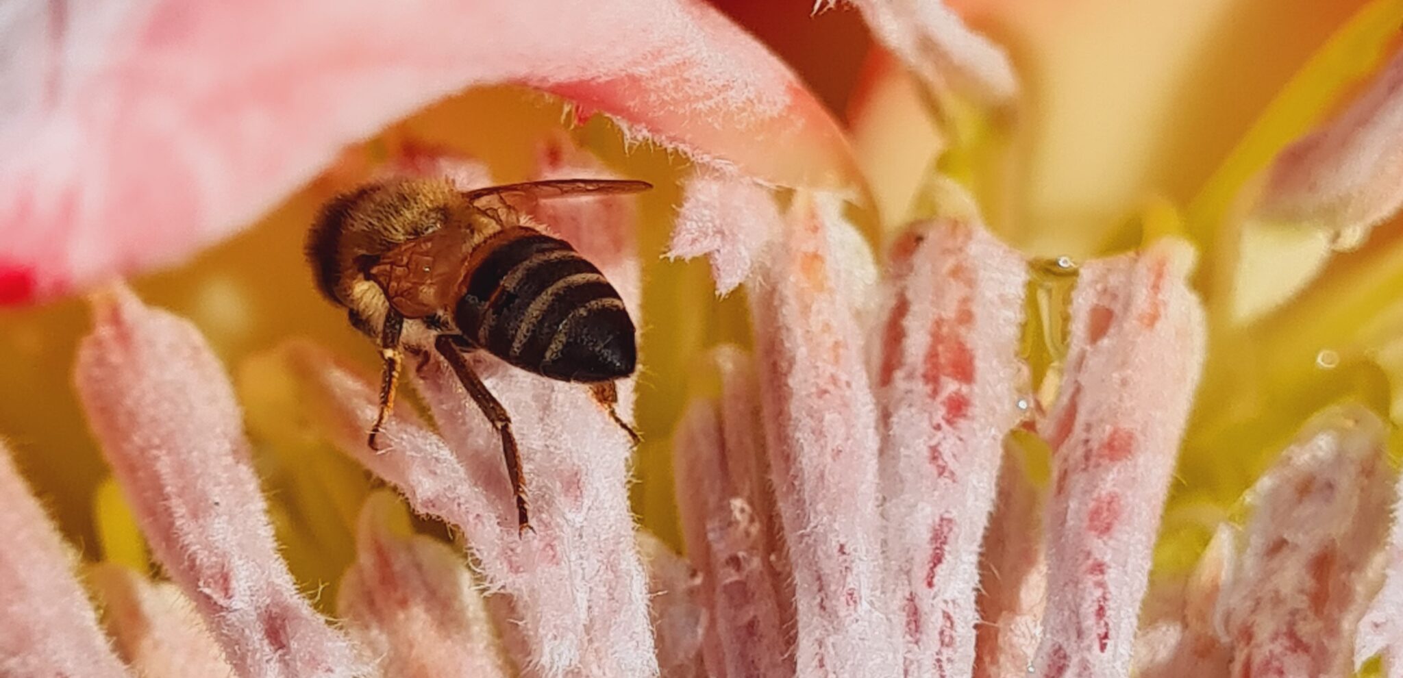 The Honey Route - Discovering South Africa’s Sweet Side - The Bee Effect