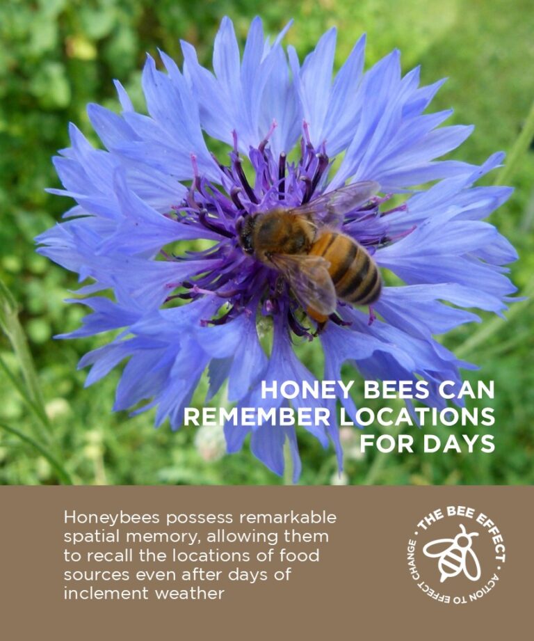 Home - The Bee Effect