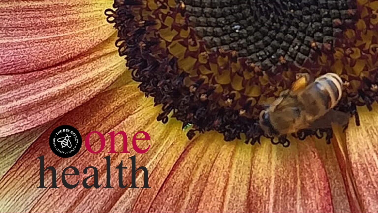 Bees and humans and the shared cost of depleted soils_The Bee Effect ...